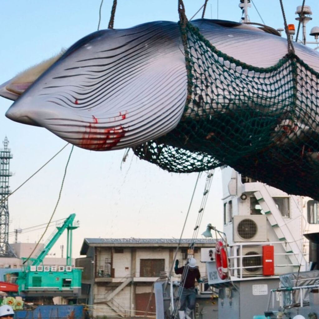 63 - Hvalfangst – Lær norsk nå