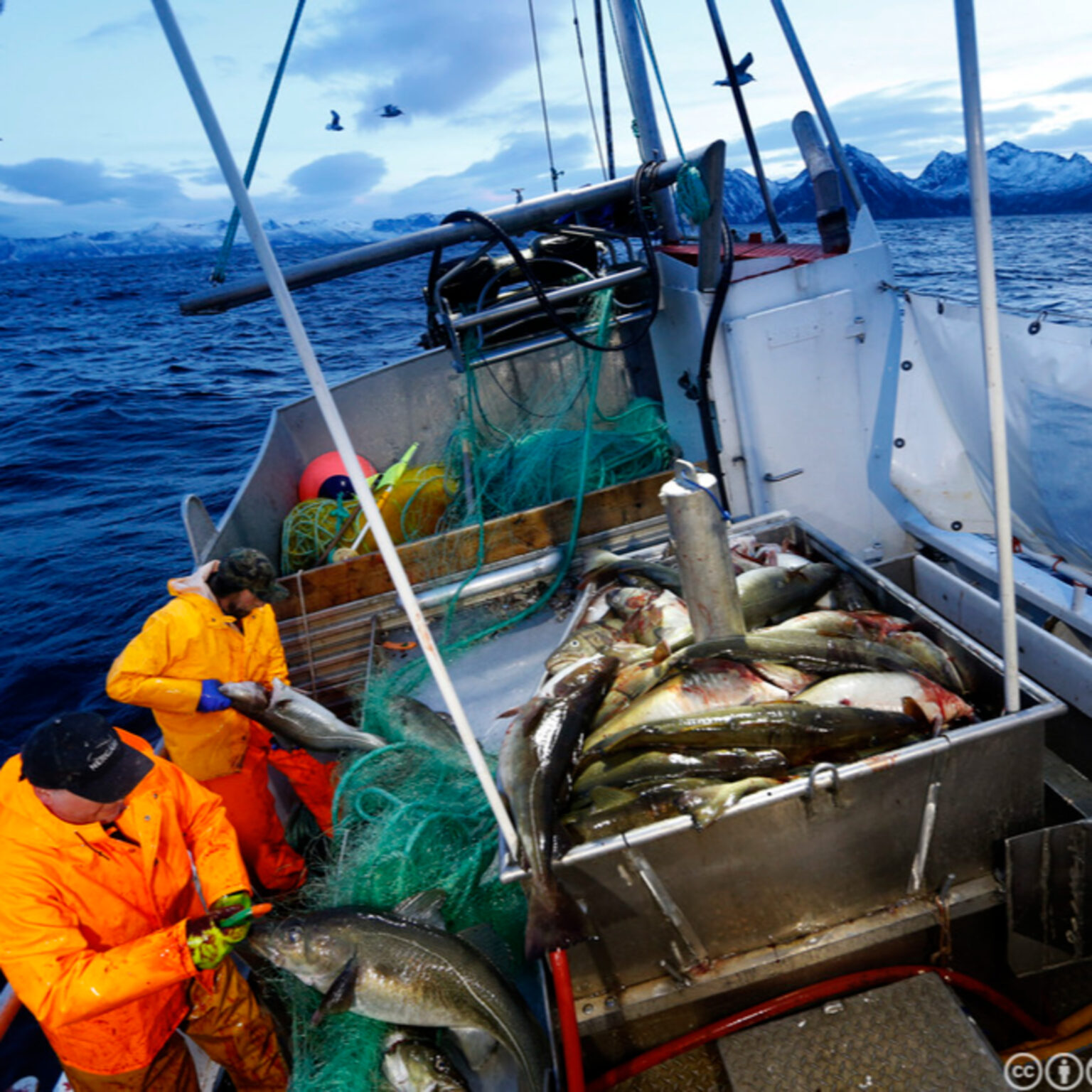 5.4 - Norwegian Seafood: Cod and Salmon – Lær norsk nå